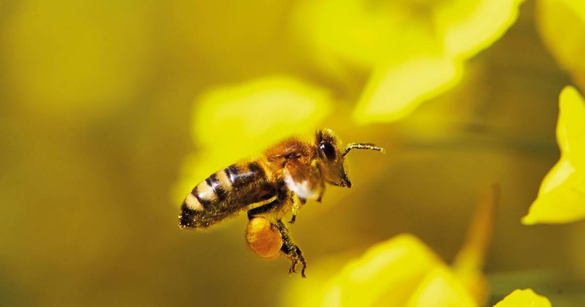 Abren concurso de canto sobre la protección de las abejas | El Cronista ...