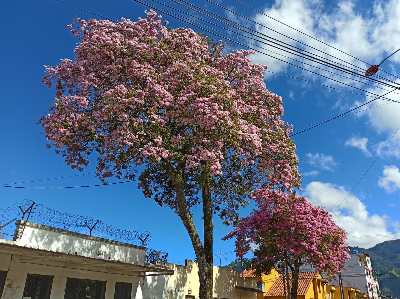 Aliste su cámara o celular: empezaron a florecer los ocobos en Ibagué ...