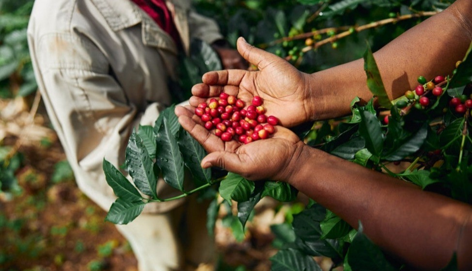 Los cuatro retos para la caficultura colombiana | El Cronista ...