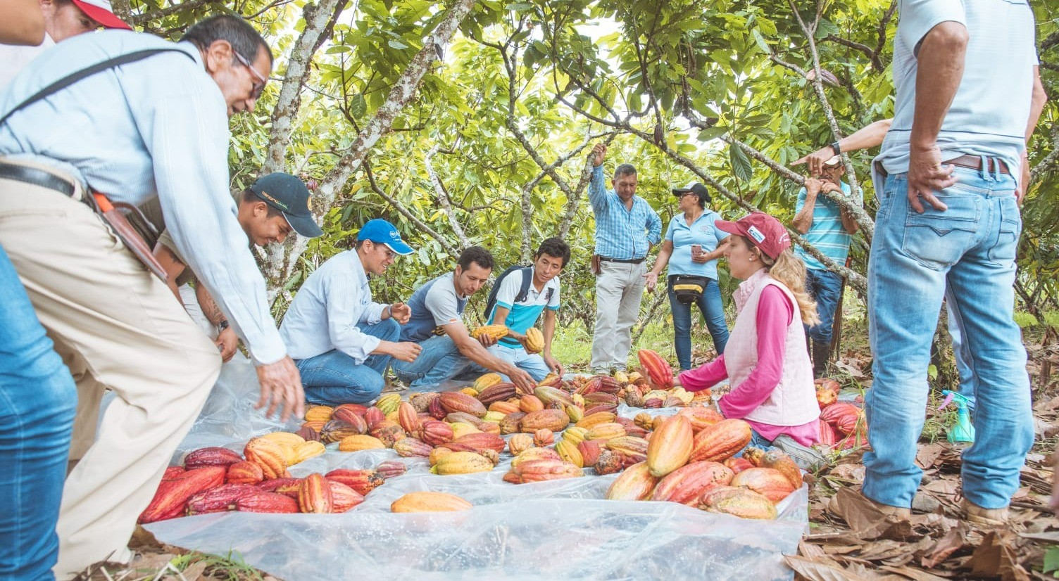 El cacao, cultivo que crece vertiginosamente en el Tolima | El Cronista ...