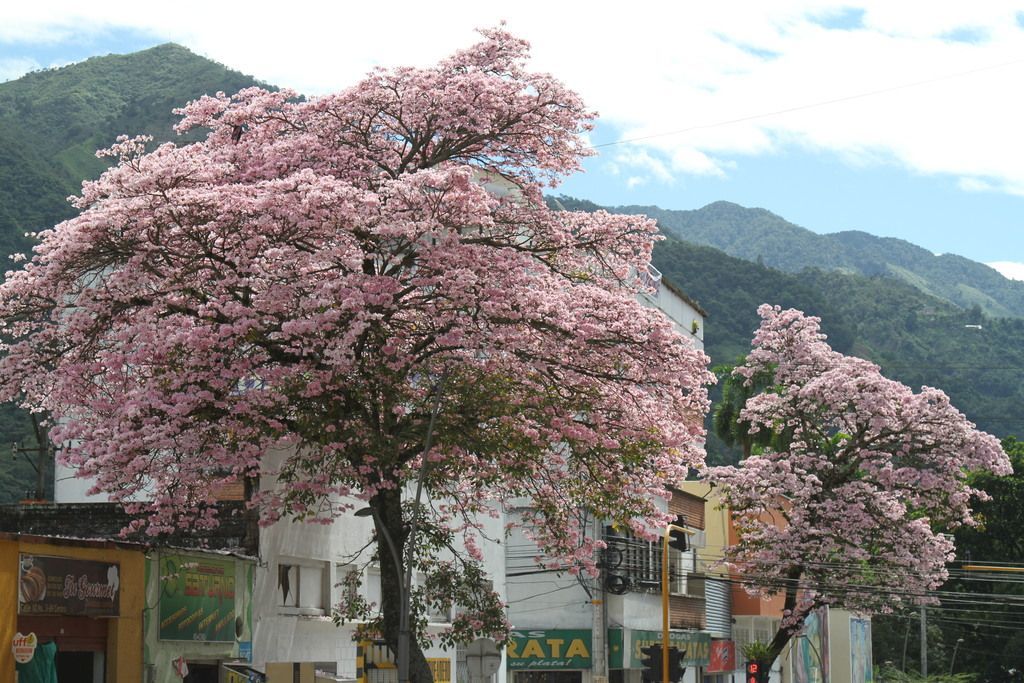 Ocobos, cámbulos y gualandayes: Una ciudad que florece | El Cronista ...