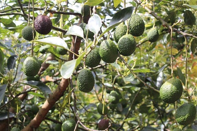 Productores de aguacate Hass deben registrar los predios ante el ICA para exportar a Estados ...