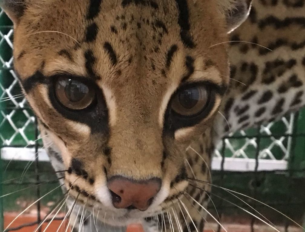 Cortolima rescata un Tigrillo que estuvo en cautiverio durante 7 años ...