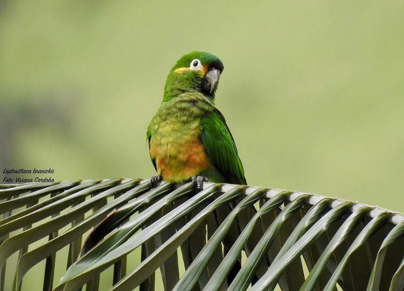 “Toche”, paisaje y avifauna, el destino perfecto para “pajarear”. | El ...