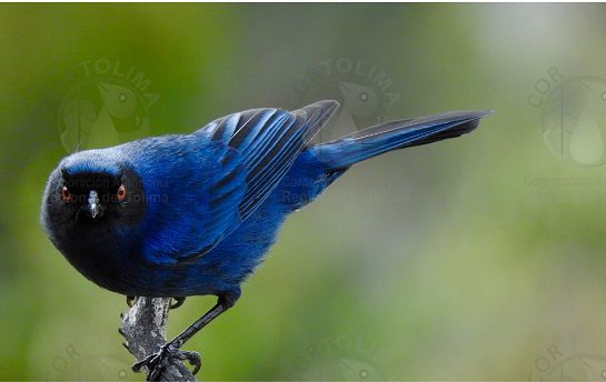 Con 75 rutas de avistamiento de aves. el Tolima inicia el Global Big ...