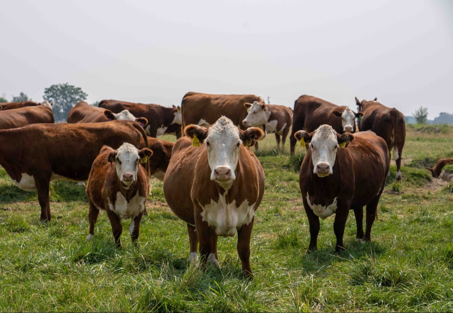 La leche, producto básico en la dieta de las familias colombianas | El ...