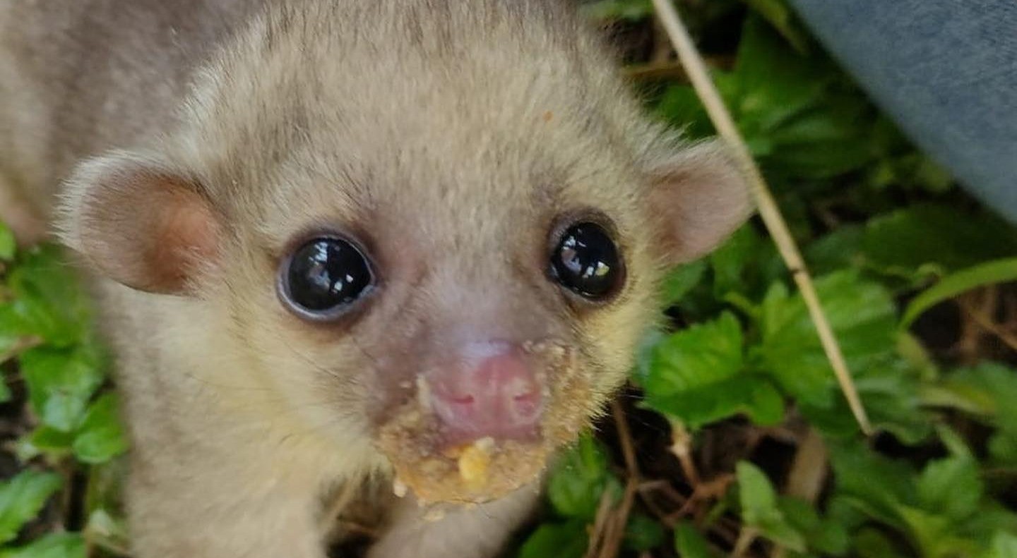 Perro de monte fue encontrado herido en vía de Cajamarca y rescatado ...