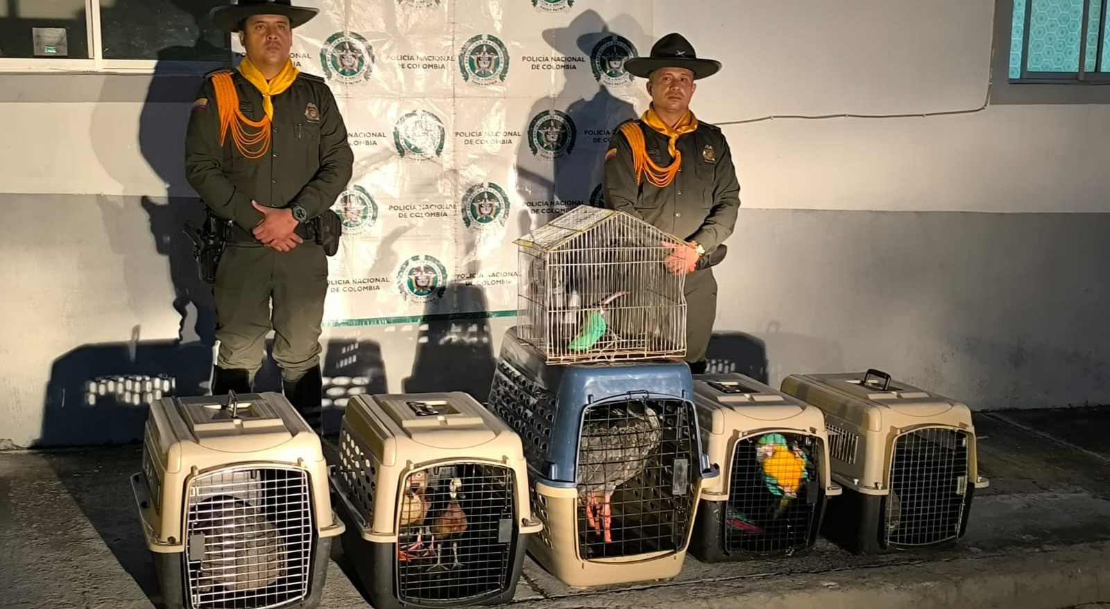 Rescatan animales exóticos que tenían en una finca de Cajamarca | El Cronista | Periodismo de ...