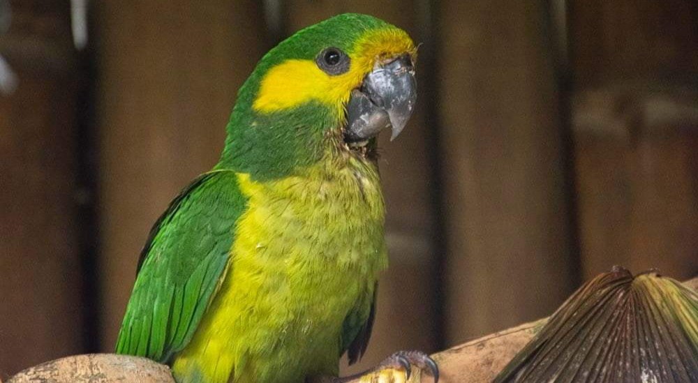 Tradición de Semana Santa tiene en peligro al loro orejiamarillo | El ...