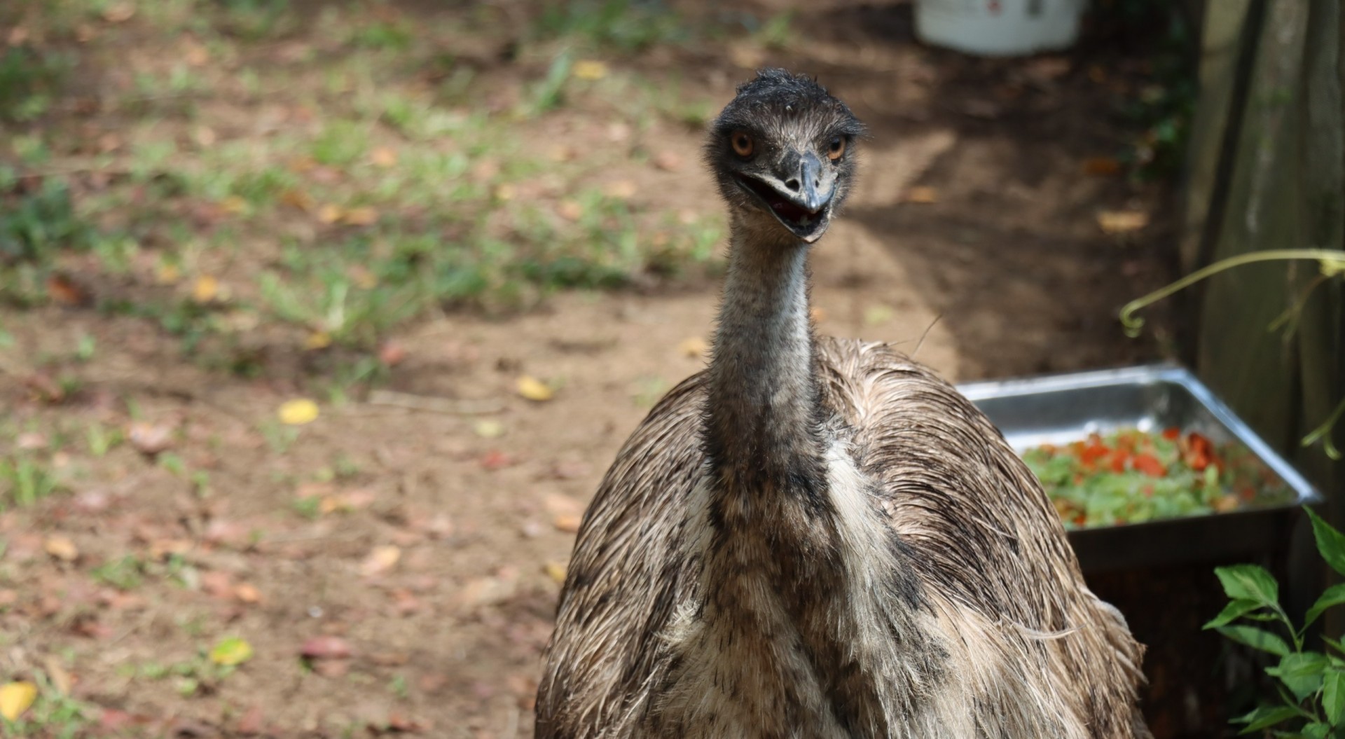 Trasladan a Melgar a un emú para que salve a su especie de la extinción ...