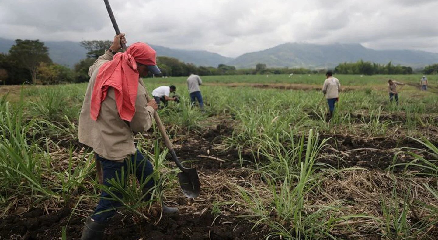 Indicadores del mercado laboral en sector rural sigue en aumento | El ...
