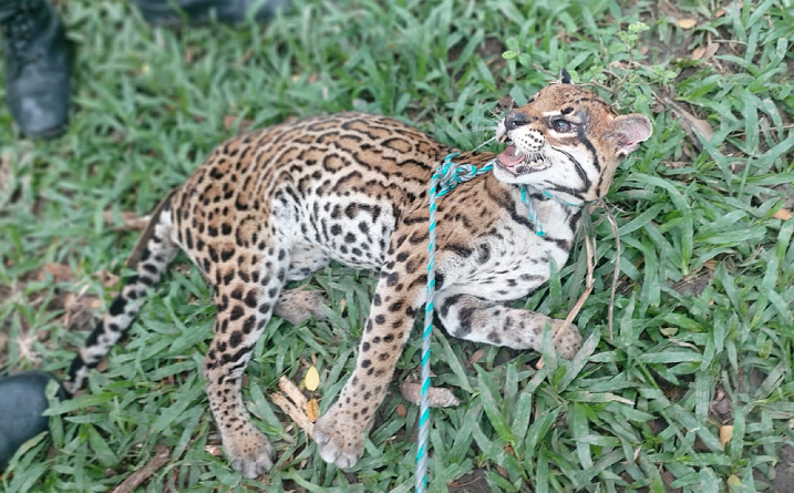 Tigrillo rescatado por ejército y policía en Chaparral | El Cronista ...